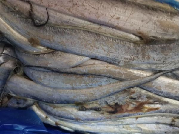 冷冻带鱼怎么做好吃_冷冻带鱼的家常做法-第3张图片-山城妙识