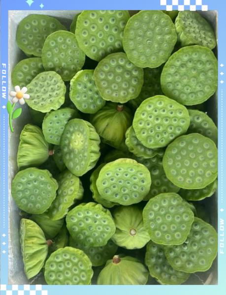 莲蓬怎么吃_莲蓬的常见吃法-第1张图片-山城妙识