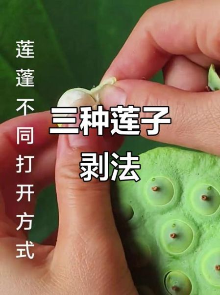 莲蓬怎么吃_莲蓬的常见吃法-第2张图片-山城妙识
