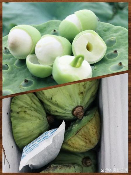 莲蓬怎么吃_莲蓬的常见吃法-第3张图片-山城妙识