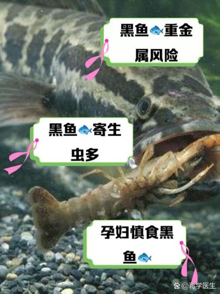 女孩为什么不能吃黑鱼_黑鱼对女生的危害-第2张图片-山城妙识 女孩为什么不能吃黑鱼_黑鱼对女生的危害-第2张图片-山城妙识