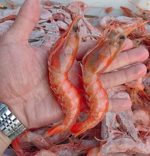 野生海虾怎么挑选_野生海虾和养殖虾的区别-第3张图片-山城妙识