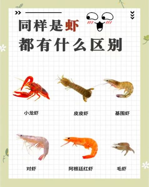 野生海虾怎么挑选_野生海虾和养殖虾的区别-第2张图片-山城妙识