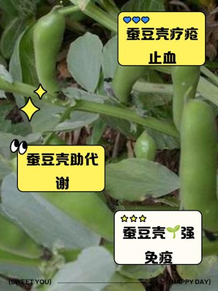 蚕豆壳能不能吃_蚕豆壳怎么吃才安全-第1张图片-山城妙识 蚕豆壳能不能吃_蚕豆壳怎么吃才安全-第1张图片-山城妙识