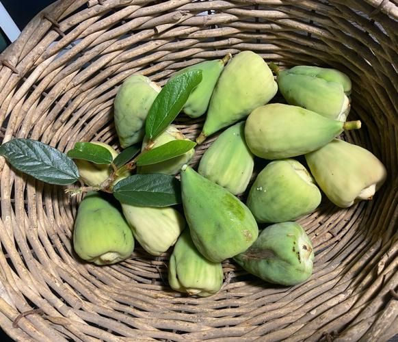 爱玉果树怎么种_爱玉果树多久结果-第3张图片-山城妙识