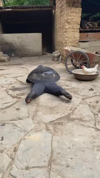 王八搞笑图片哪里找_王八表情包怎么制作-第2张图片-山城妙识