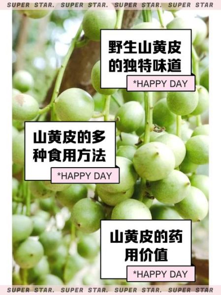 山黄皮酒的功效与作用_山黄皮酒怎么喝最养生-第2张图片-山城妙识