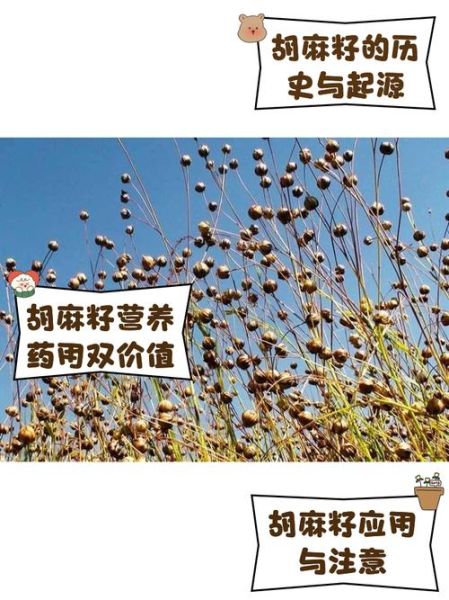 胡麻籽的功效与作用_胡麻籽怎么吃最营养-第1张图片-山城妙识 胡麻籽的功效与作用_胡麻籽怎么吃最营养-第1张图片-山城妙识