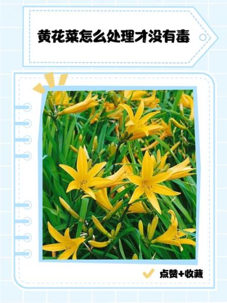 鲜黄花菜怎么处理才能没有毒_焯水后还要泡多久-第1张图片-山城妙识
