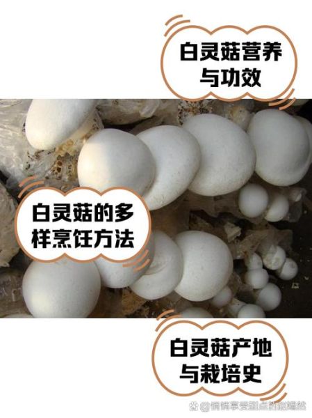 白灵菇怎么做好吃_白灵菇图片做法大全-第1张图片-山城妙识 白灵菇怎么做好吃_白灵菇图片做法大全-第1张图片-山城妙识