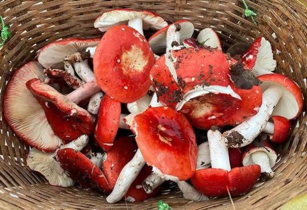 红色蘑菇的种类图片_哪些可以安全食用-第3张图片-山城妙识