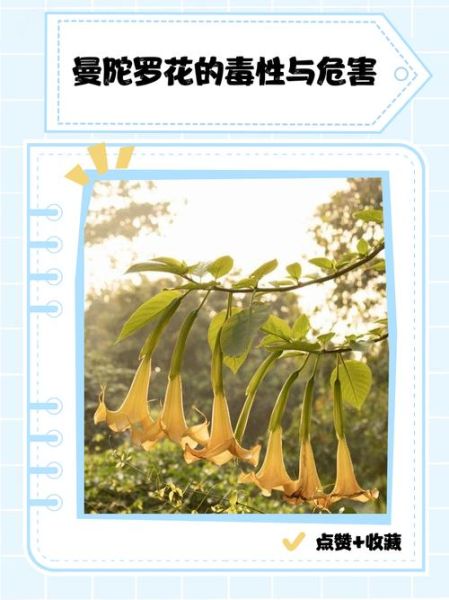 曼陀罗花有毒吗_曼陀罗花中毒怎么办-第1张图片-山城妙识 曼陀罗花有毒吗_曼陀罗花中毒怎么办-第1张图片-山城妙识