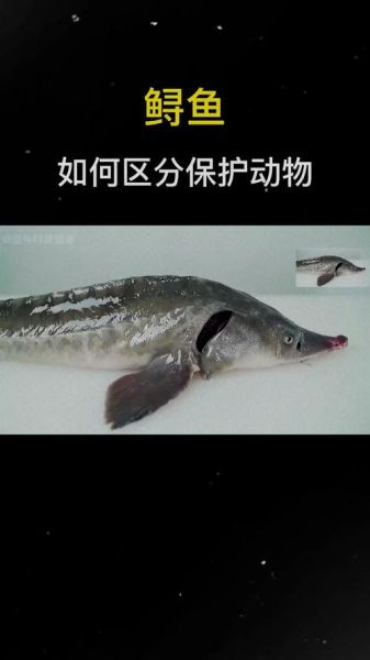 中华鲟为什么濒危_中华鲟保护现状-第3张图片-山城妙识 中华鲟为什么濒危_中华鲟保护现状-第3张图片-山城妙识