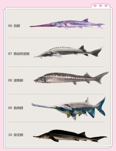 中华鲟为什么濒危_中华鲟保护现状-第2张图片-山城妙识 中华鲟为什么濒危_中华鲟保护现状-第2张图片-山城妙识