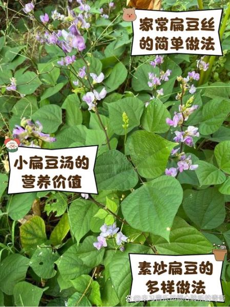 杂粮小扁豆怎么吃_小扁豆做法大全-第2张图片-山城妙识 杂粮小扁豆怎么吃_小扁豆做法大全-第2张图片-山城妙识