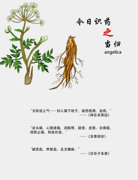 当归的功效与作用有哪些_当归主治什么病-第2张图片-山城妙识