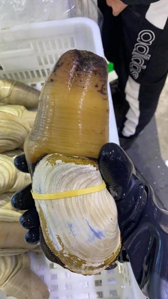 象拔蚌多少钱一斤2020_2020年象拔蚌价格走势-第3张图片-山城妙识 象拔蚌多少钱一斤2020_2020年象拔蚌价格走势-第3张图片-山城妙识