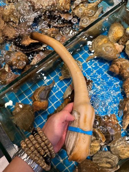 象拔蚌多少钱一斤2020_2020年象拔蚌价格走势-第2张图片-山城妙识 象拔蚌多少钱一斤2020_2020年象拔蚌价格走势-第2张图片-山城妙识