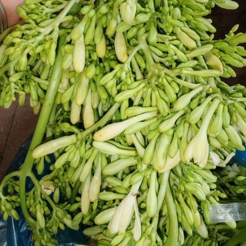 木瓜花的功效与作用_木瓜花怎么吃-第2张图片-山城妙识