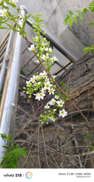 木瓜花的功效与作用_木瓜花怎么吃-第3张图片-山城妙识