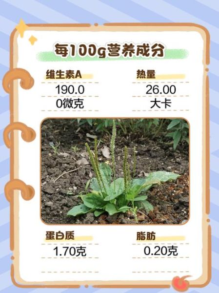 牛舌草根煮水喝治疗什么_牛舌草根的功效与作用-第1张图片-山城妙识