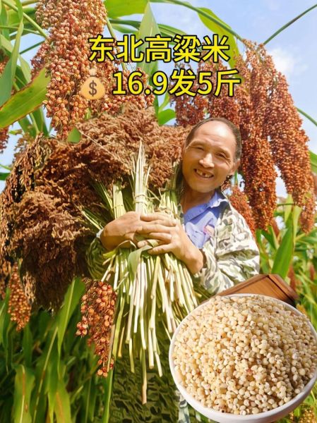 高粱米哪些人不能吃_吃高粱米有什么副作用-第3张图片-山城妙识 高粱米哪些人不能吃_吃高粱米有什么副作用-第3张图片-山城妙识