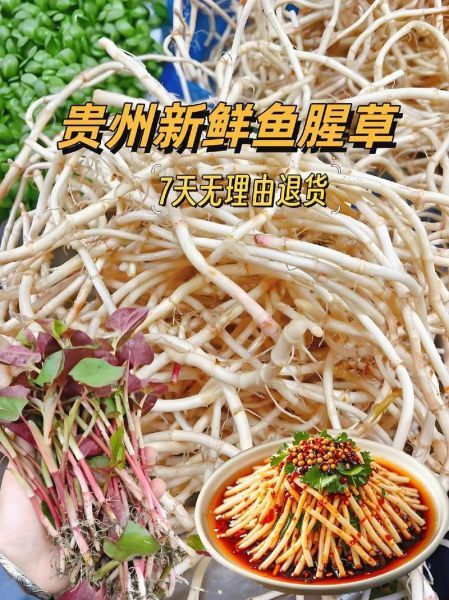 鱼腥草图片长什么样_鱼腥草副作用有哪些-第2张图片-山城妙识 鱼腥草图片长什么样_鱼腥草副作用有哪些-第2张图片-山城妙识