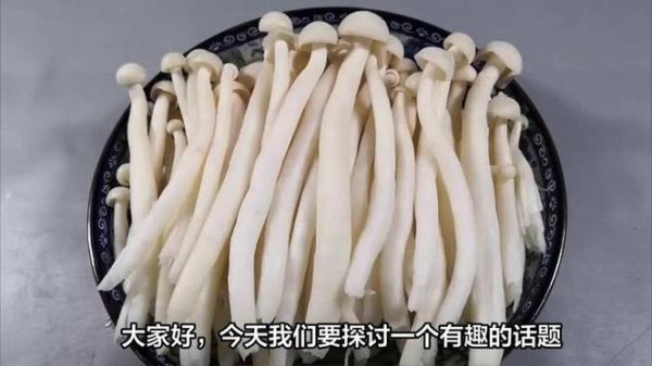 白玉菇怎么挑选_白玉菇和海鲜菇的区别-第3张图片-山城妙识