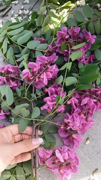 红洋槐花有毒吗_红槐花能不能吃-第1张图片-山城妙识 红洋槐花有毒吗_红槐花能不能吃-第1张图片-山城妙识