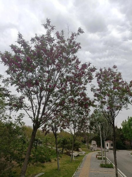 红洋槐花有毒吗_红槐花能不能吃-第2张图片-山城妙识 红洋槐花有毒吗_红槐花能不能吃-第2张图片-山城妙识