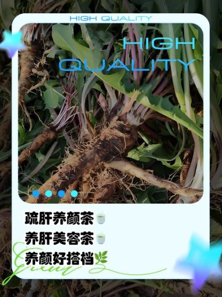 蒲公英根茶的功效与作用_蒲公英根茶怎么喝才有效-第1张图片-山城妙识
