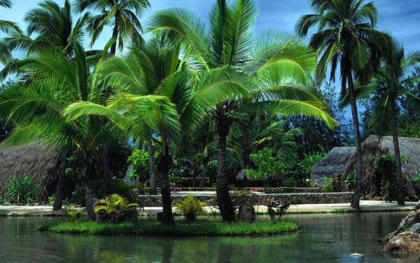 棕榈树图片怎么拍好看_棕榈树图片高清壁纸哪里找-第2张图片-山城妙识 棕榈树图片怎么拍好看_棕榈树图片高清壁纸哪里找-第2张图片-山城妙识