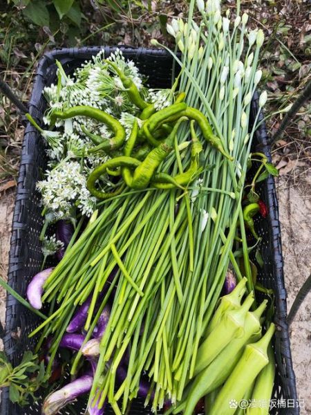 内蒙韭菜花怎么腌制_正宗做法窍门-第3张图片-山城妙识