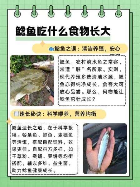 鲶鱼吃什么食物_鲶鱼怎么养长得快-第2张图片-山城妙识
