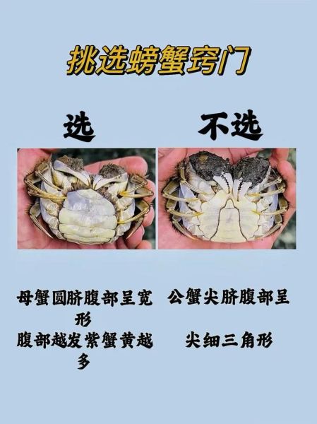 常吃的海鲜有哪些_如何挑选最新鲜的海产-第3张图片-山城妙识