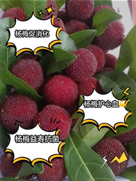 杨梅的功效与作用_杨梅吃多了会上火吗-第3张图片-山城妙识 杨梅的功效与作用_杨梅吃多了会上火吗-第3张图片-山城妙识