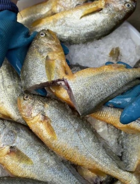 小黄花鱼图片_如何分辨新鲜小黄花鱼-第1张图片-山城妙识