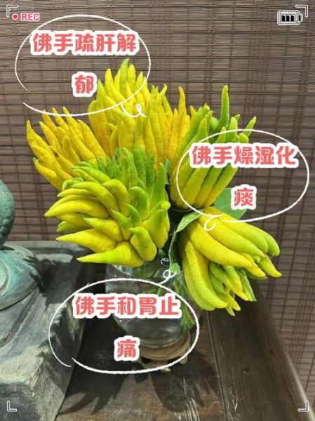 佛手怎么养_佛手功效与作用-第1张图片-山城妙识
