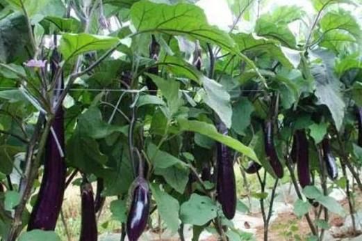 茄鲞怎么读_茄鲞是什么菜-第2张图片-山城妙识 茄鲞怎么读_茄鲞是什么菜-第2张图片-山城妙识