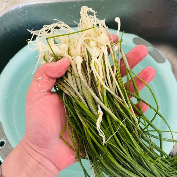 野葱怎么做好吃_野葱的做法大全-第2张图片-山城妙识