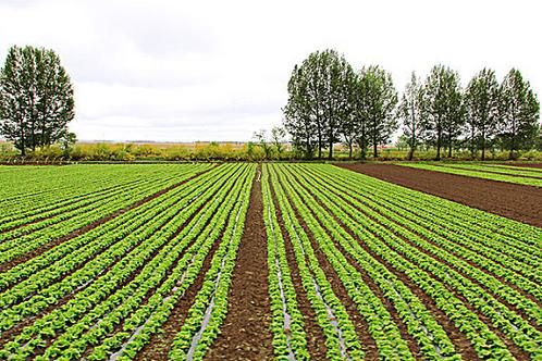 菜圃是什么_菜圃和菜园的区别-第3张图片-山城妙识 菜圃是什么_菜圃和菜园的区别-第3张图片-山城妙识