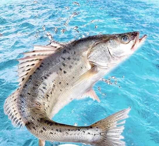 海鲈鱼和淡水鲈鱼区别_哪个更好吃-第3张图片-山城妙识