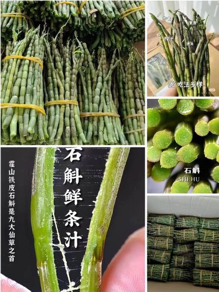 铁皮石斛泡水喝放几粒_一次放多少粒合适-第1张图片-山城妙识 铁皮石斛泡水喝放几粒_一次放多少粒合适-第1张图片-山城妙识