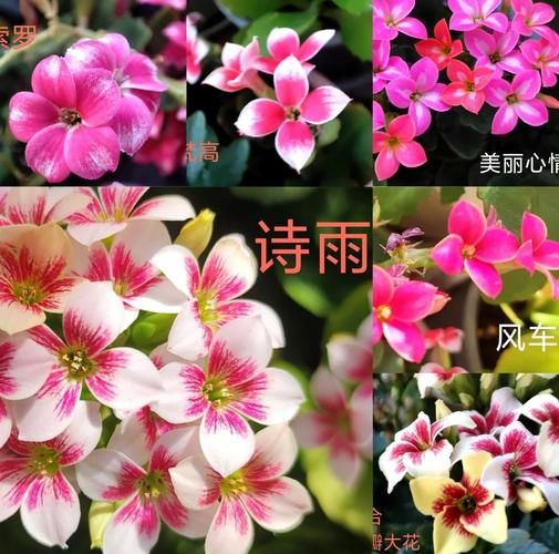 长寿花图片大全大图_长寿花品种怎么区分-第3张图片-山城妙识