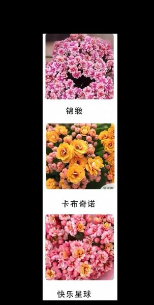 长寿花图片大全大图_长寿花品种怎么区分-第2张图片-山城妙识