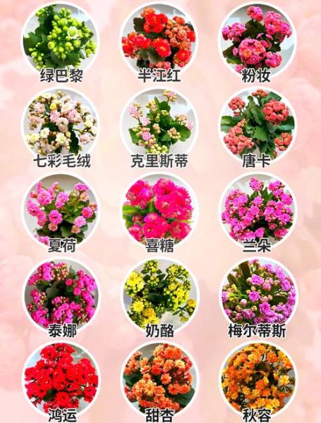 长寿花图片大全大图_长寿花品种怎么区分-第1张图片-山城妙识