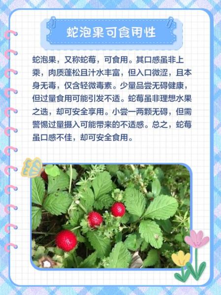 蛇果的功效与作用_蛇果能减肥吗-第1张图片-山城妙识 蛇果的功效与作用_蛇果能减肥吗-第1张图片-山城妙识