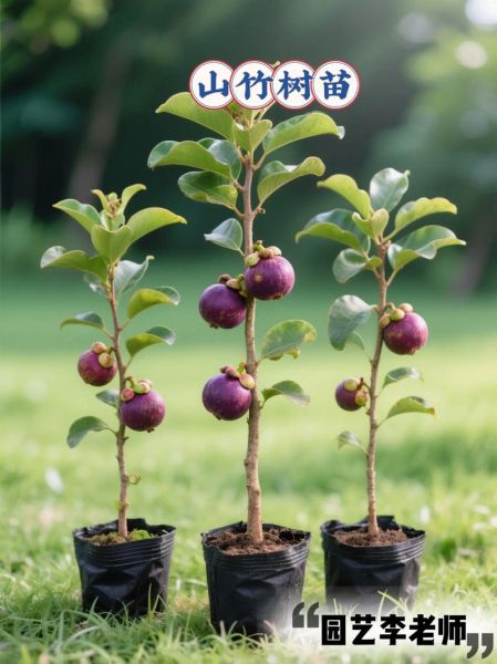 中国哪里适合种植山竹_山竹种植气候条件-第1张图片-山城妙识 中国哪里适合种植山竹_山竹种植气候条件-第1张图片-山城妙识