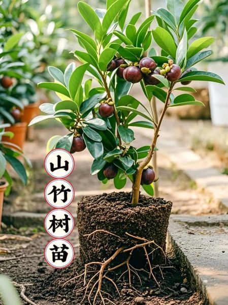 中国哪里适合种植山竹_山竹种植气候条件-第3张图片-山城妙识 中国哪里适合种植山竹_山竹种植气候条件-第3张图片-山城妙识