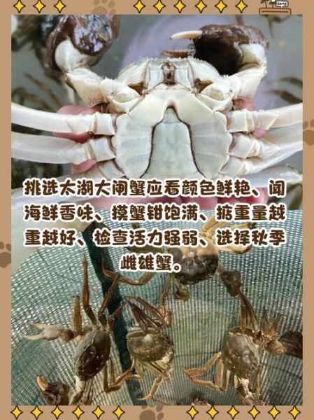 太湖蟹怎么保存最好_太湖蟹能放几天-第1张图片-山城妙识